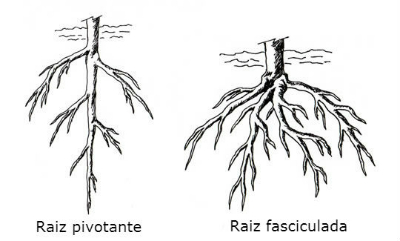 Resumo sobre Morfologia vegetal: Raiz, caule e folha - Planejativo