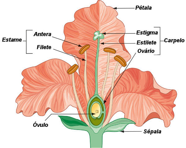 Resumo sobre Angiospermas - Planejativo