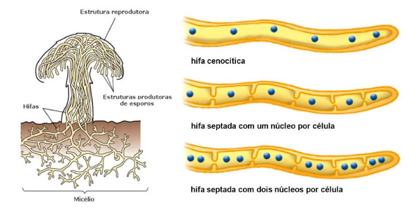 Resumo sobre Reino Fungi e Micoses - Planejativo