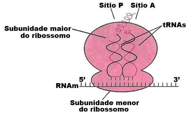 Resumo sobre Citoplasma: Visão geral, Citoesqueleto e Ribossomos ...